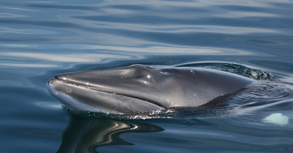FFI skal forske på hørsel hos bardehval