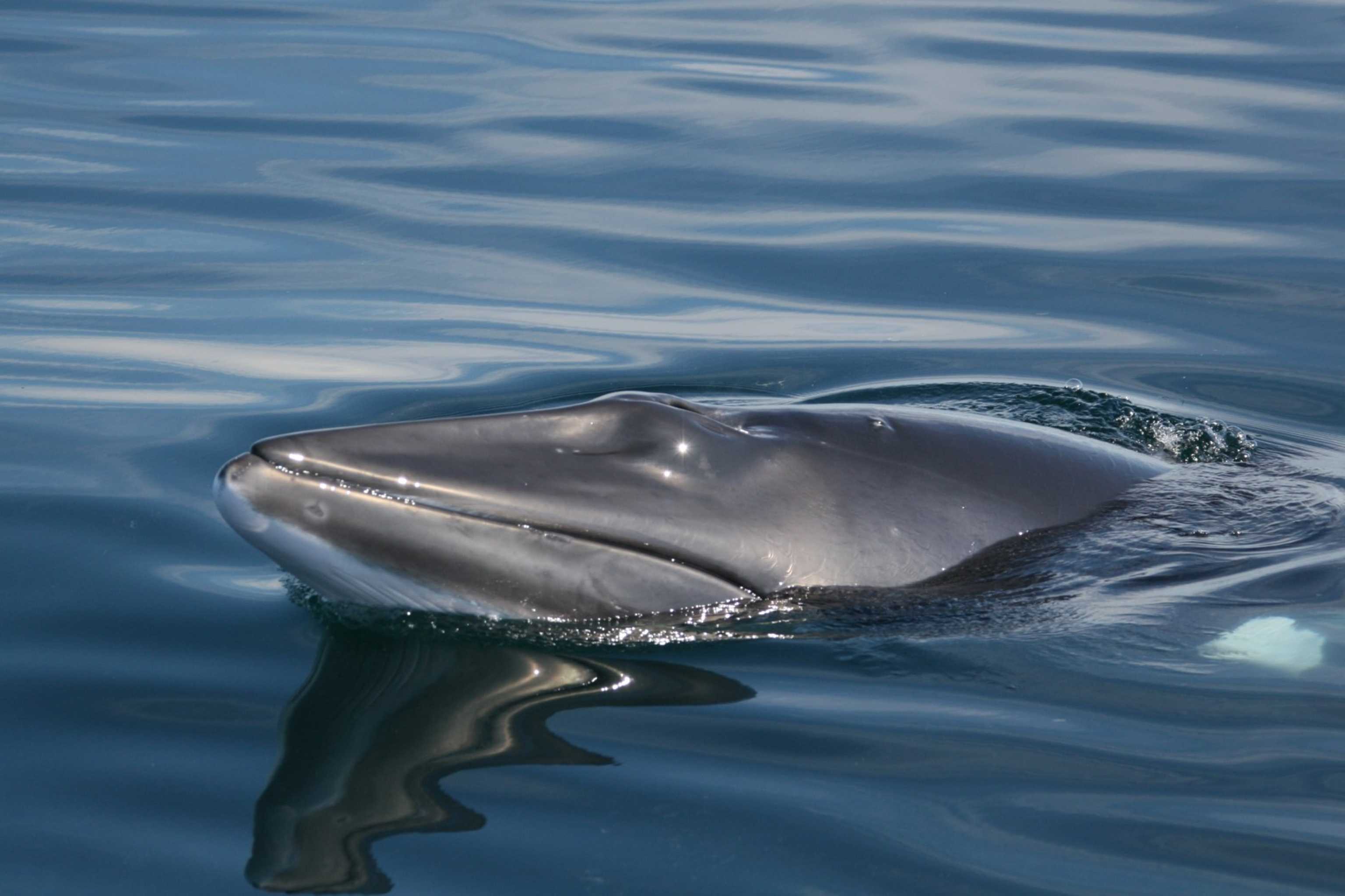 FFI skal forske på hørsel hos bardehval