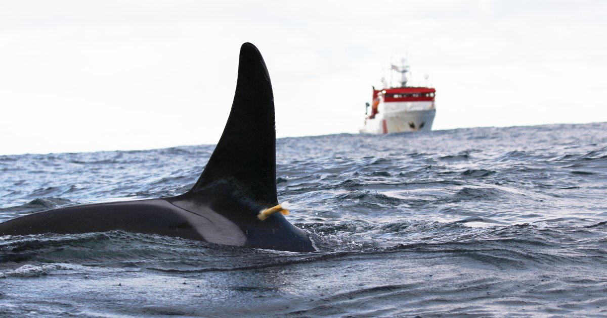 Hvordan reagerer hval på langvarig sonarlyd?