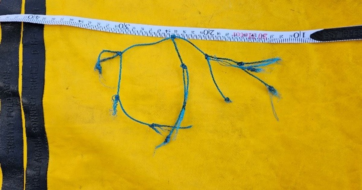 First Successful Hearing Tests Conducted with Baleen Whales