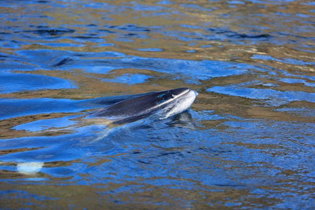 First Successful Hearing Tests Conducted with Baleen Whales