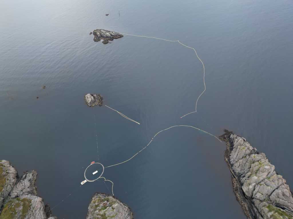 Minke whale hearing project to begin in Norway