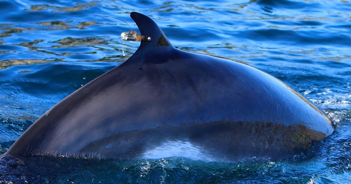 Surprising Discovery of Ultrasonic Hearing Sensitivity in Minke Whales ...